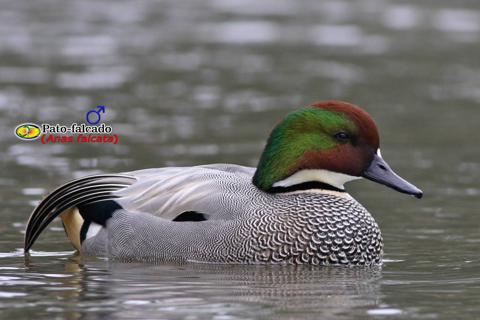 ORNITOLOGIA: Pato-falcado (Anas falcata)